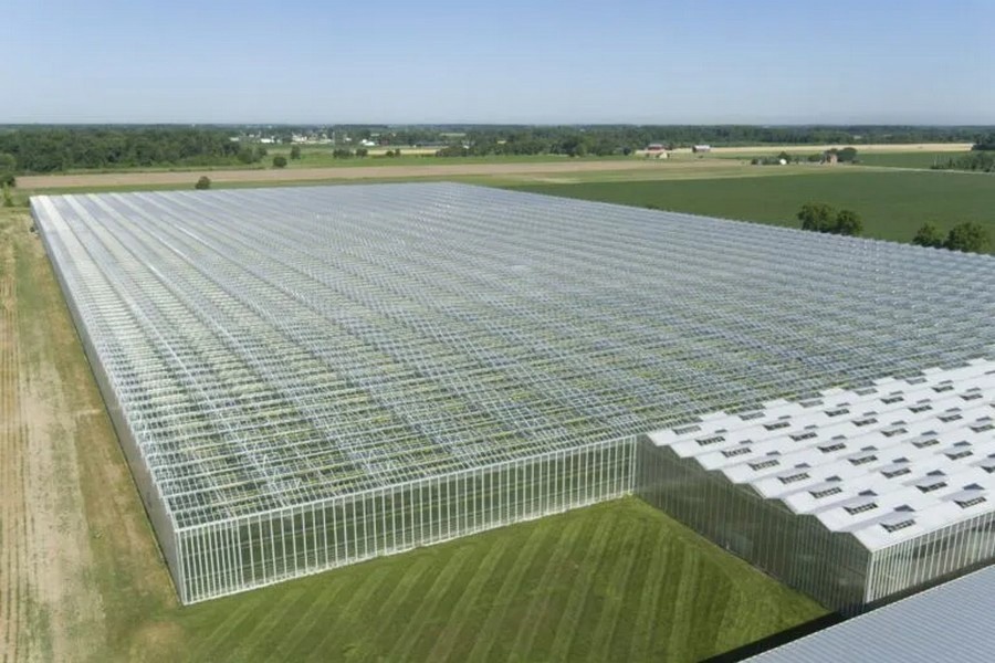 The benefits of large scale greenhouses for tomato and cucumber growers