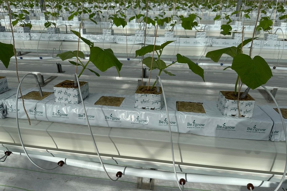 Expanding choices in stone wool substrates with no more dry tops