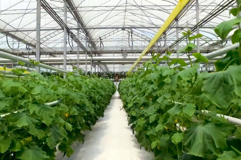 CAN: Trio of companies unite to form GGS Greenhouse Structures