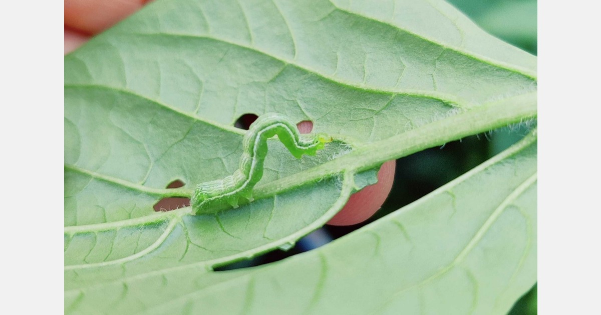 AI forecasting tool alerts growers exactly when caterpillars will hatch