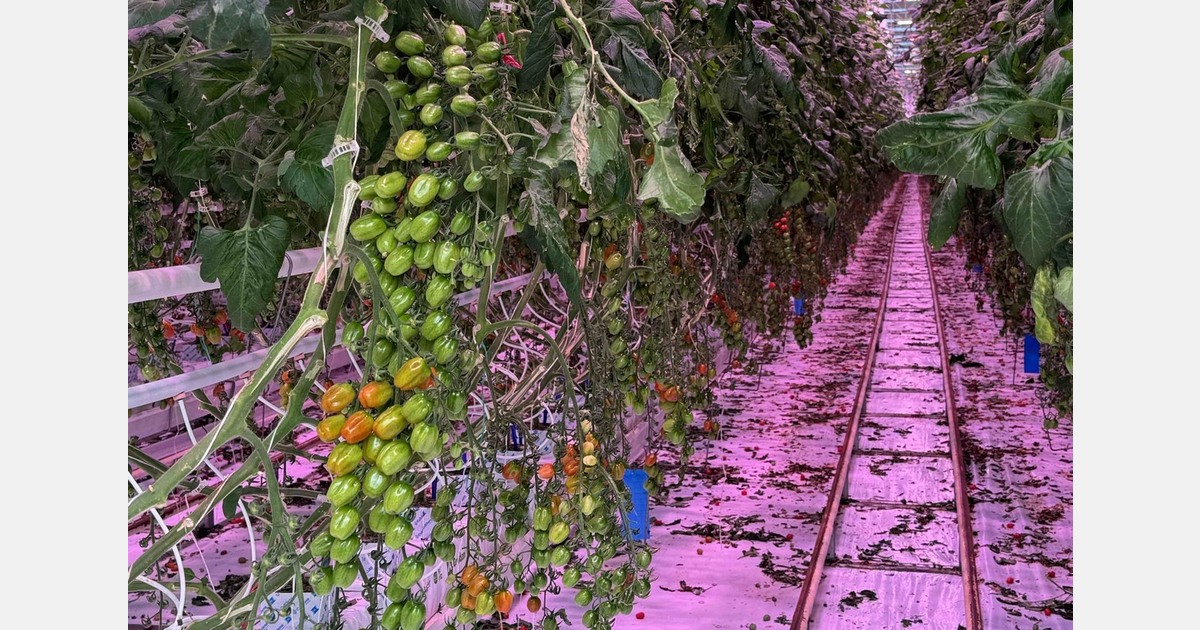 Using a dynamic spectrum to light tomatoes like never before