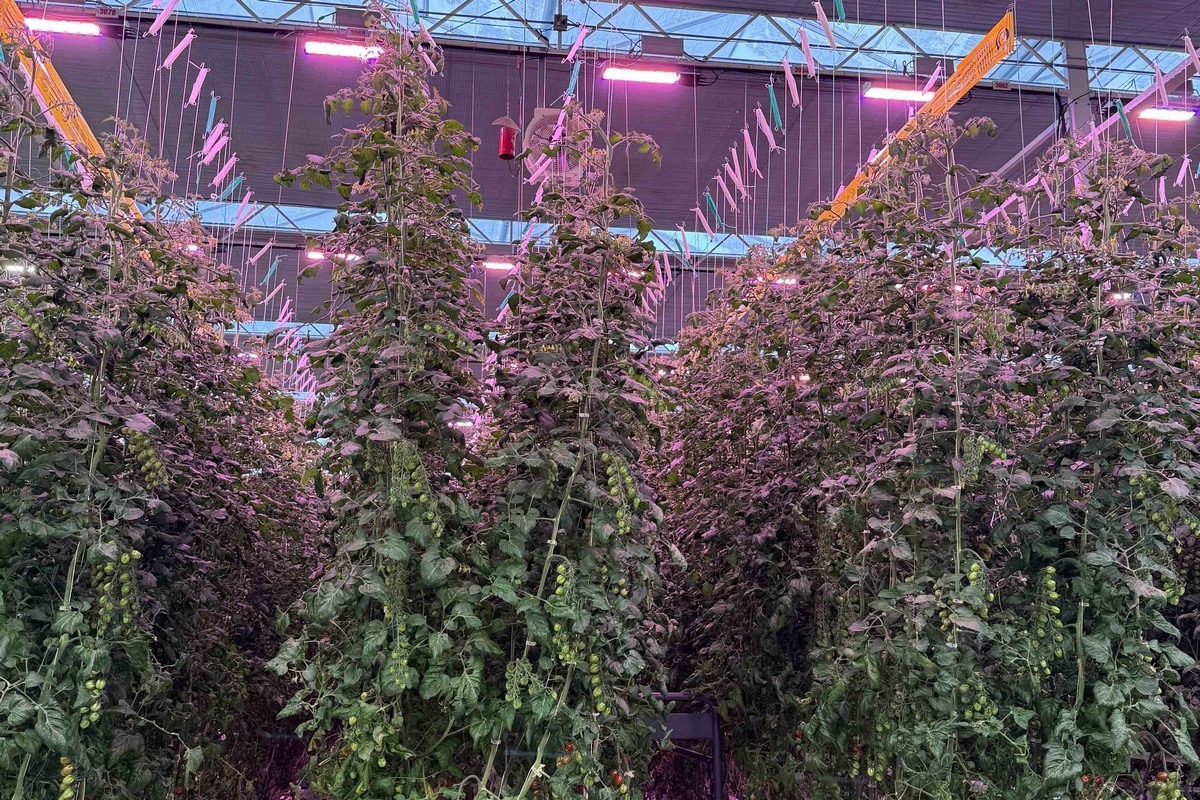 Using a dynamic spectrum to light tomatoes like never before