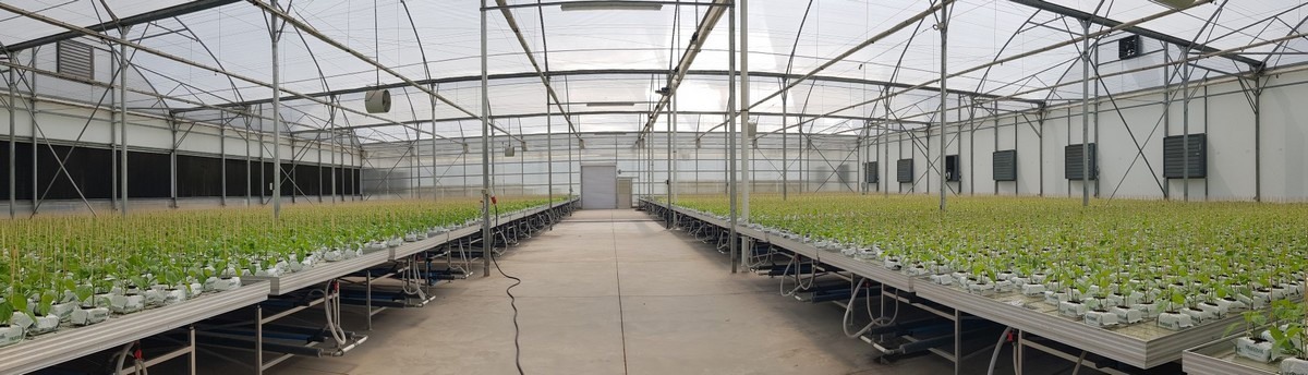 “We’ve got one of the best pepper growers on the continent”