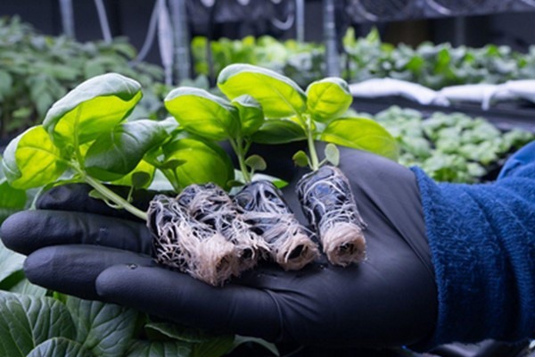 Biodegradable gel substrate for enhanced crop performance