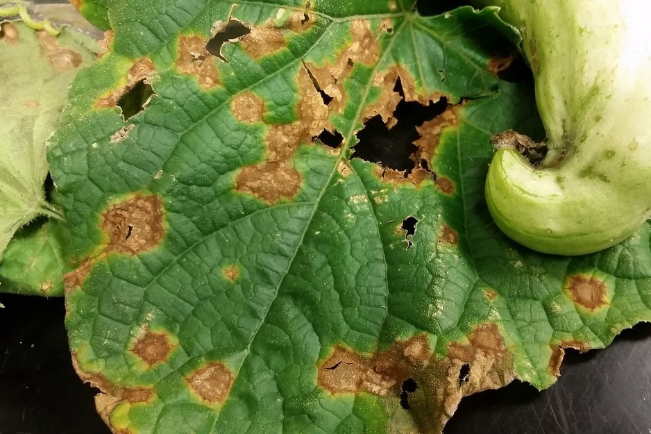 Battling Anthracnose and Alternaria leaf blights in cucumbers