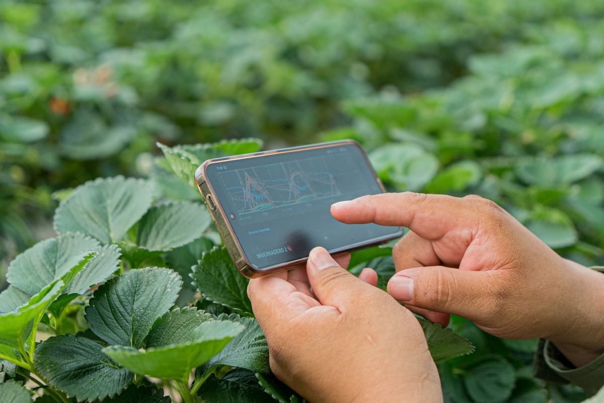 Doubling strawberry production with intelligent algorithms