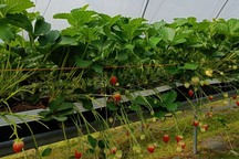 AppHarvest's harvest robot picks snack tomatoes in Dutch Greenco greenhouse