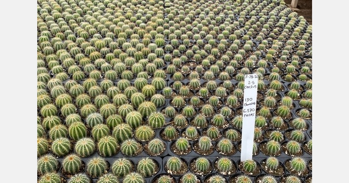 Using Trichoderma the right way in root disease management