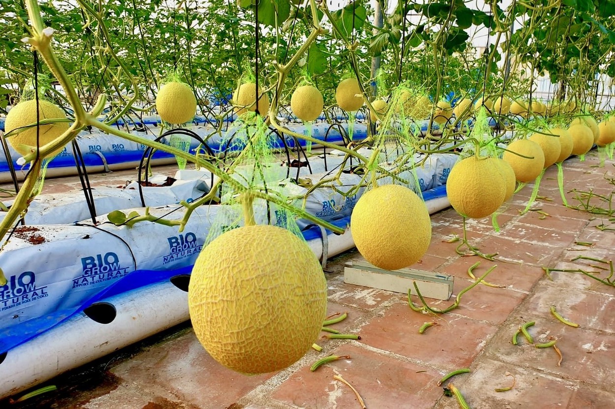 “We’re offering subsidized access to smart farming for the love of growing”