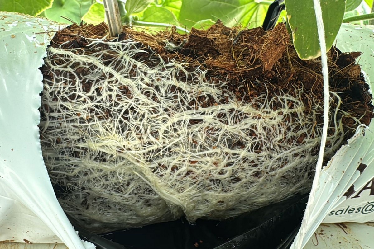 Preventive flower removal for thrips and Didymella control in cucumber ...