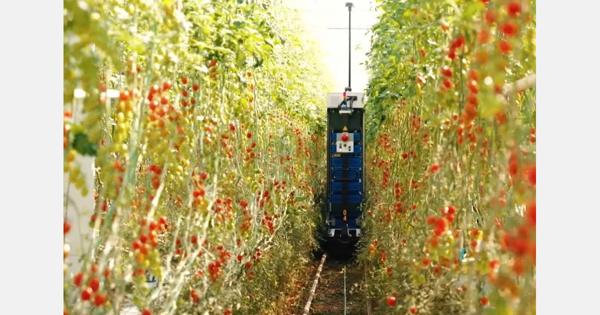 First fleet of tomato-harvesting robots operating in Dutch greenhouse
