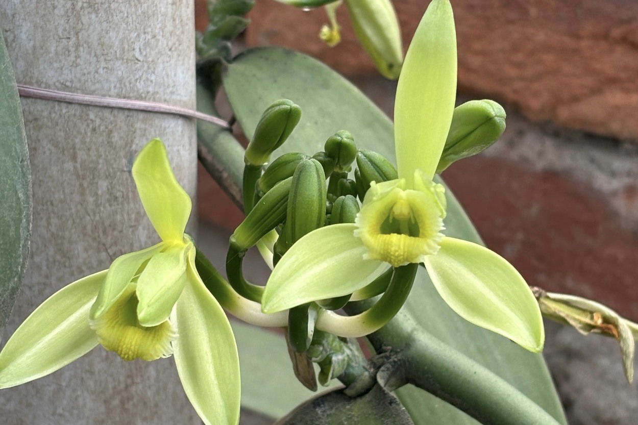 “The vanilla sector could greatly benefit from self-pollinating varieties”