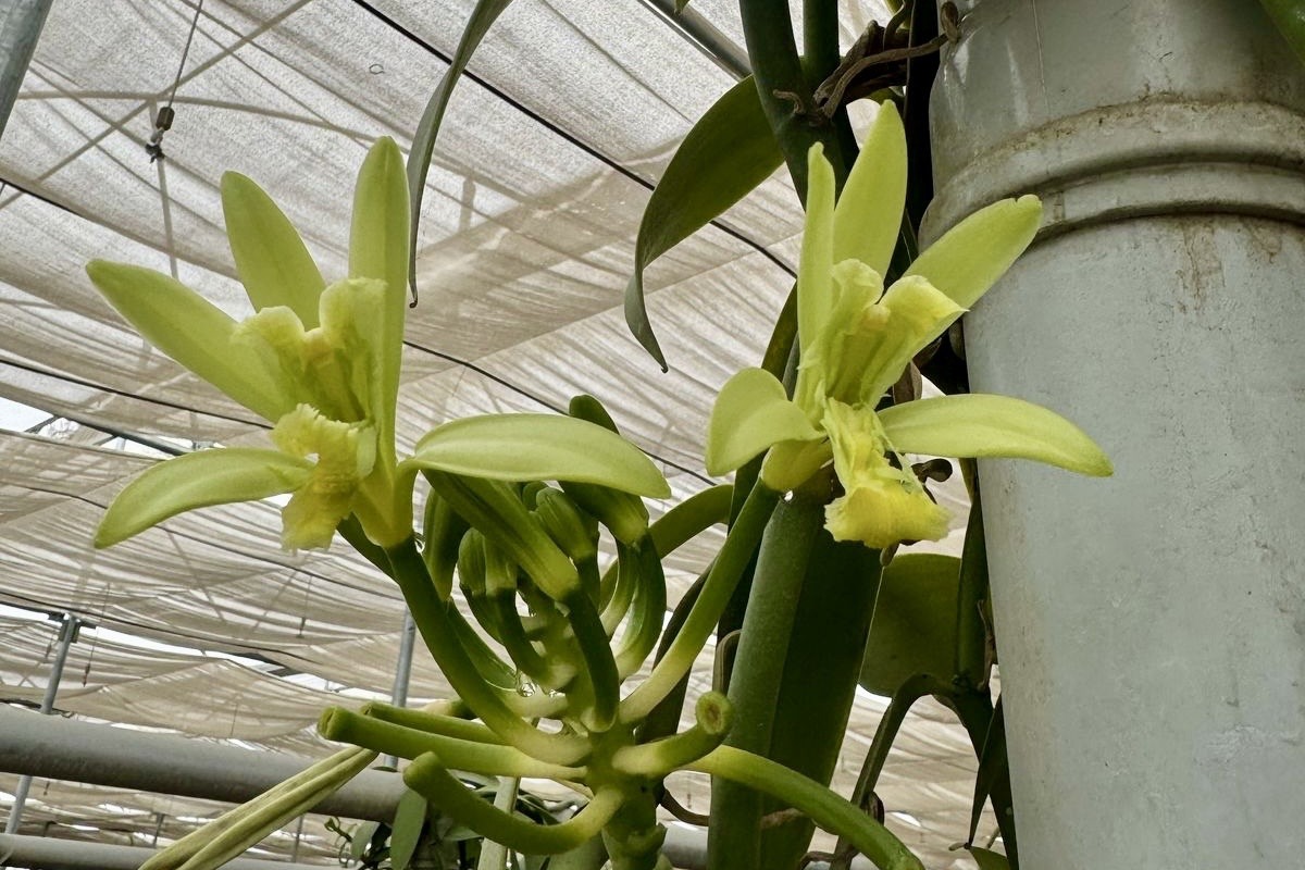 “The vanilla sector could greatly benefit from self-pollinating varieties”