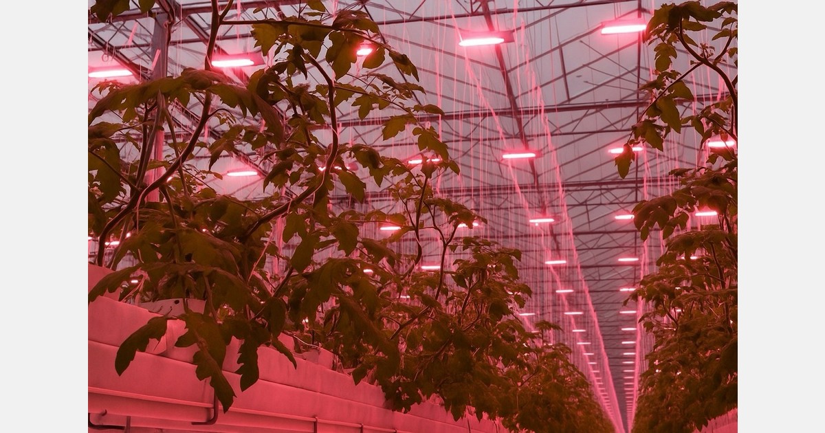 “It’s essential that greenhouses are offered access to the same energy ...