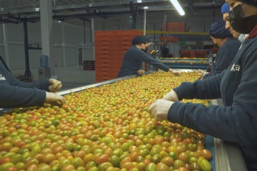 Mexico: Finka makes the leap from intuition to Artificial Intelligence