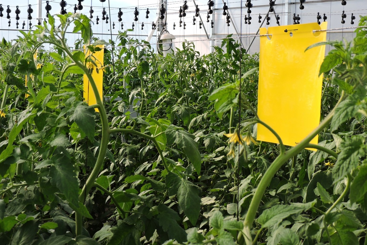 "Double hook eliminates the need for 2 meters rafia per trap"