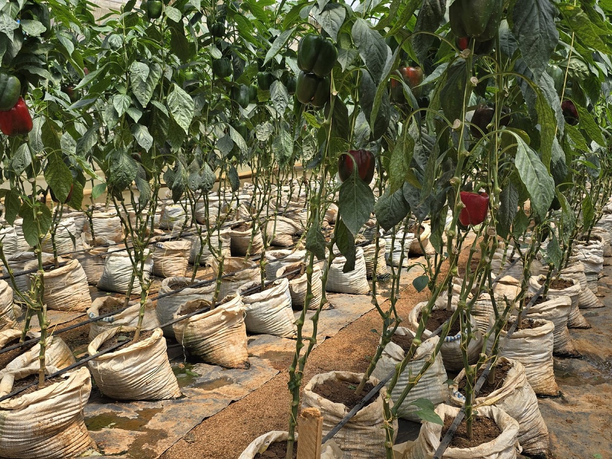 Crop rotation, soil management, and greenhouse cultivation in Rwanda