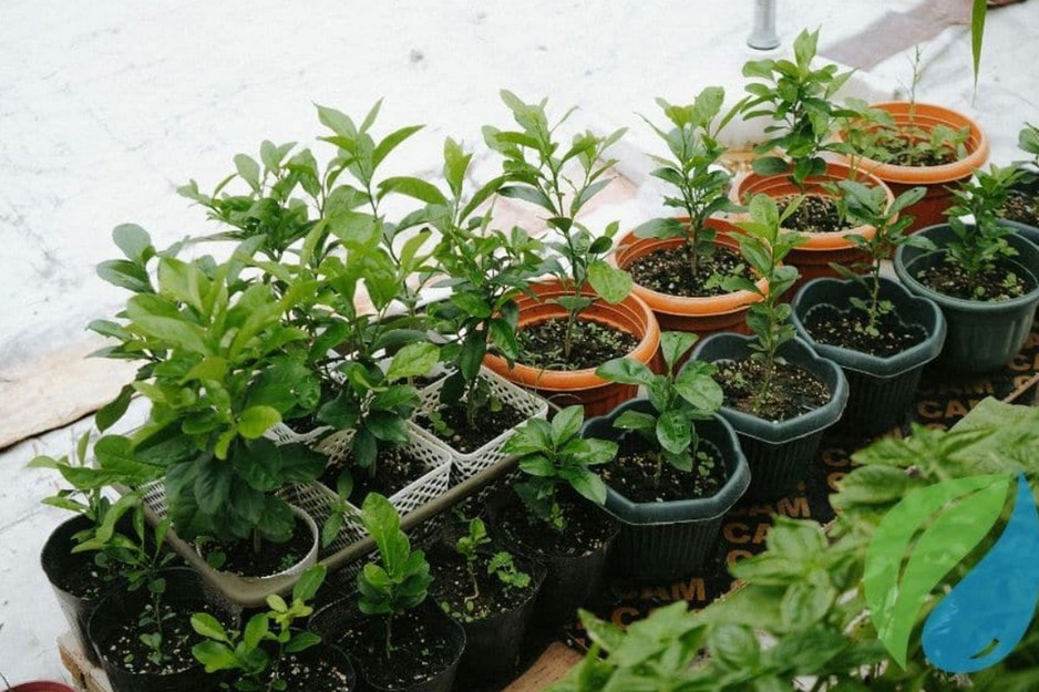 The importance of removing algae and disease from greenhouse water