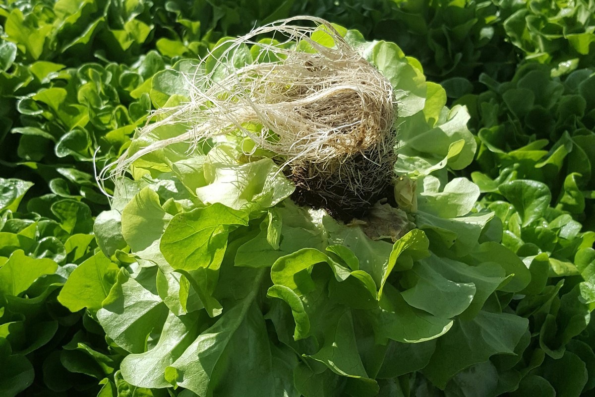 “An oversized root system uses more water and fertilizer without ...