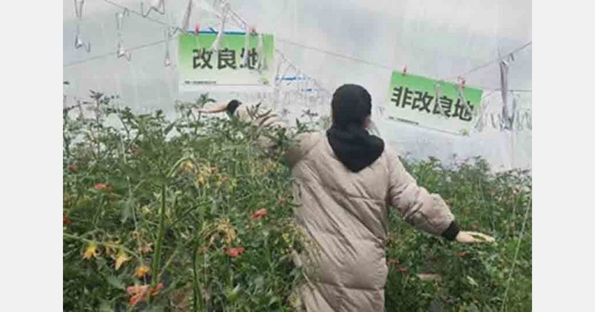 China: Bio-based amelioration technology tackles salinization vhallenge