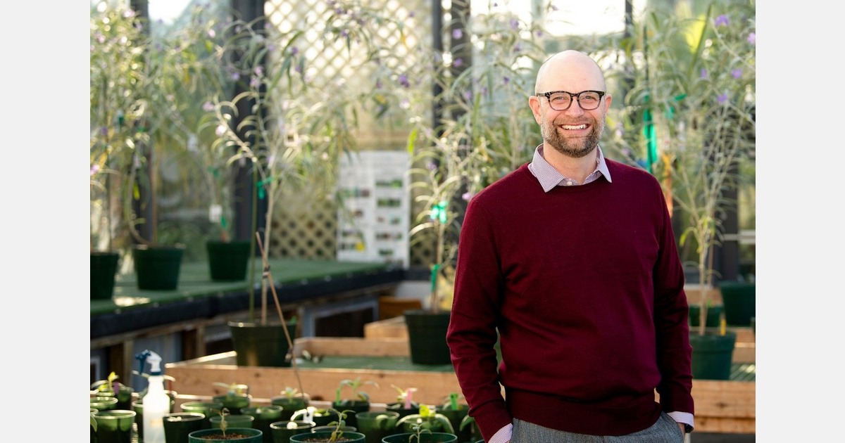 New bush tomato species discovered in Australia