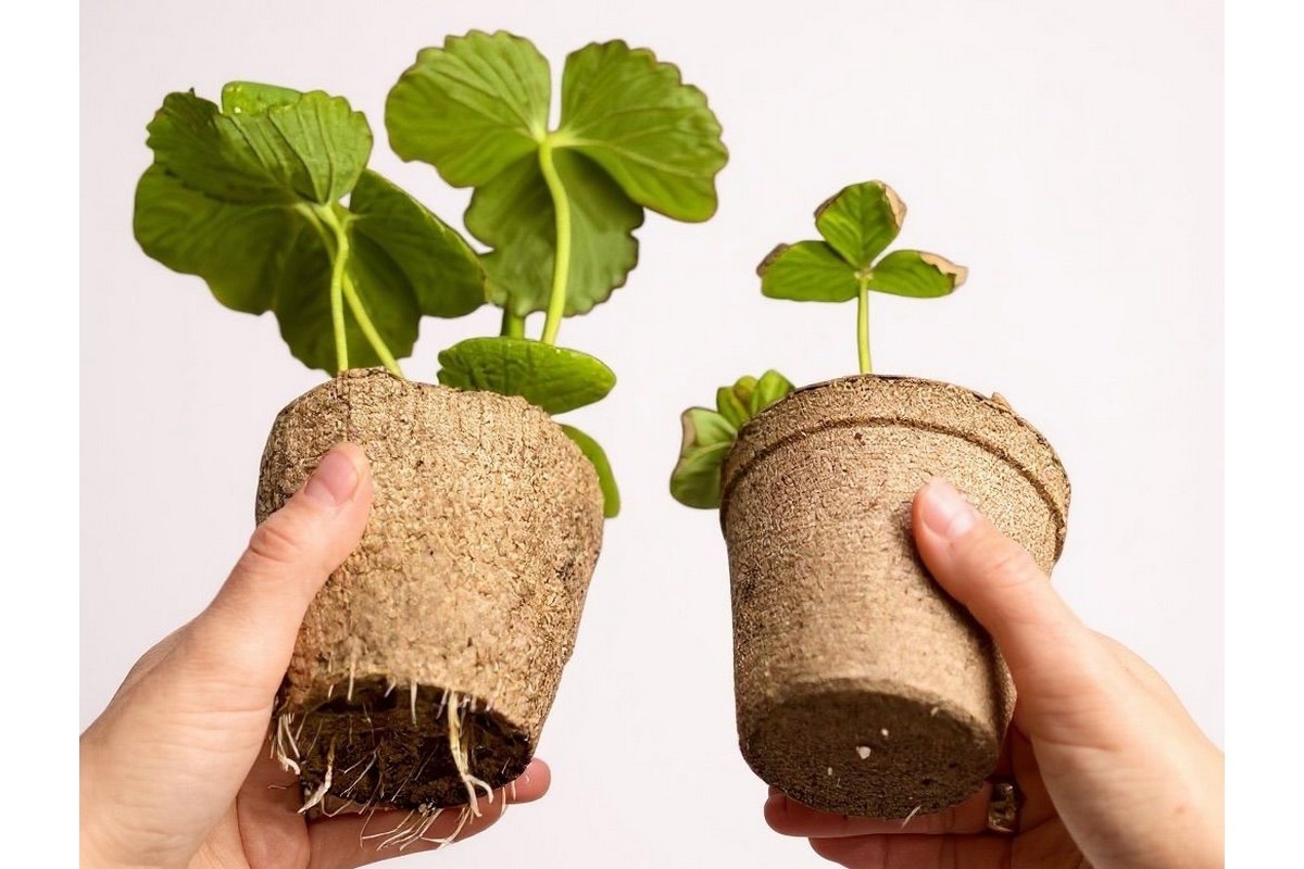 Seaweed-based containers mixed with air pruning demonstrate performance ...