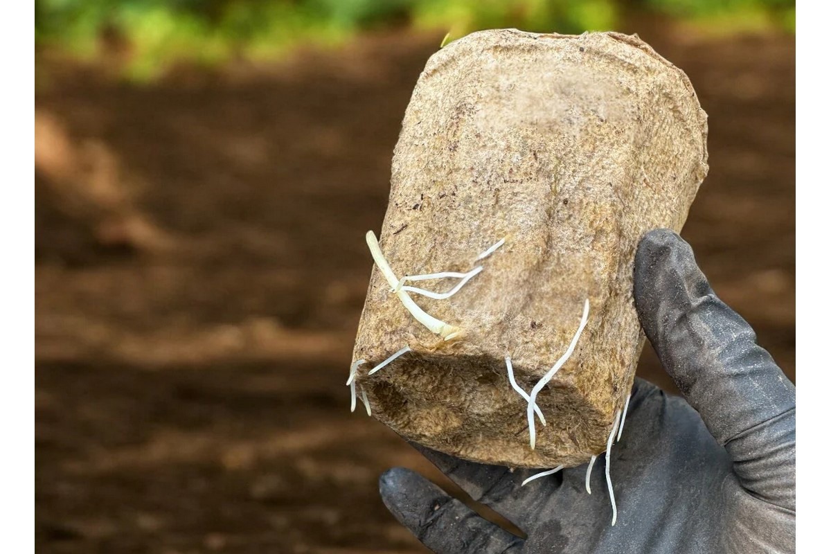 Seaweed-based containers mixed with air pruning demonstrate performance ...
