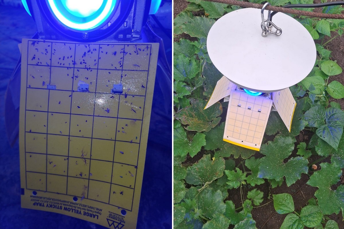 “It is the light attracting the thrips, rather than the sticky card itself”