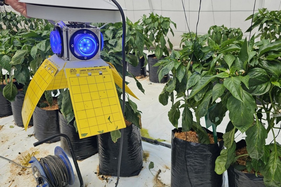 “It is the light attracting the thrips, rather than the sticky card itself”