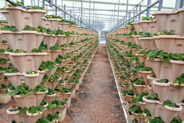 Saudi Arabia: Hail becomes world’s third producer of rare white ...