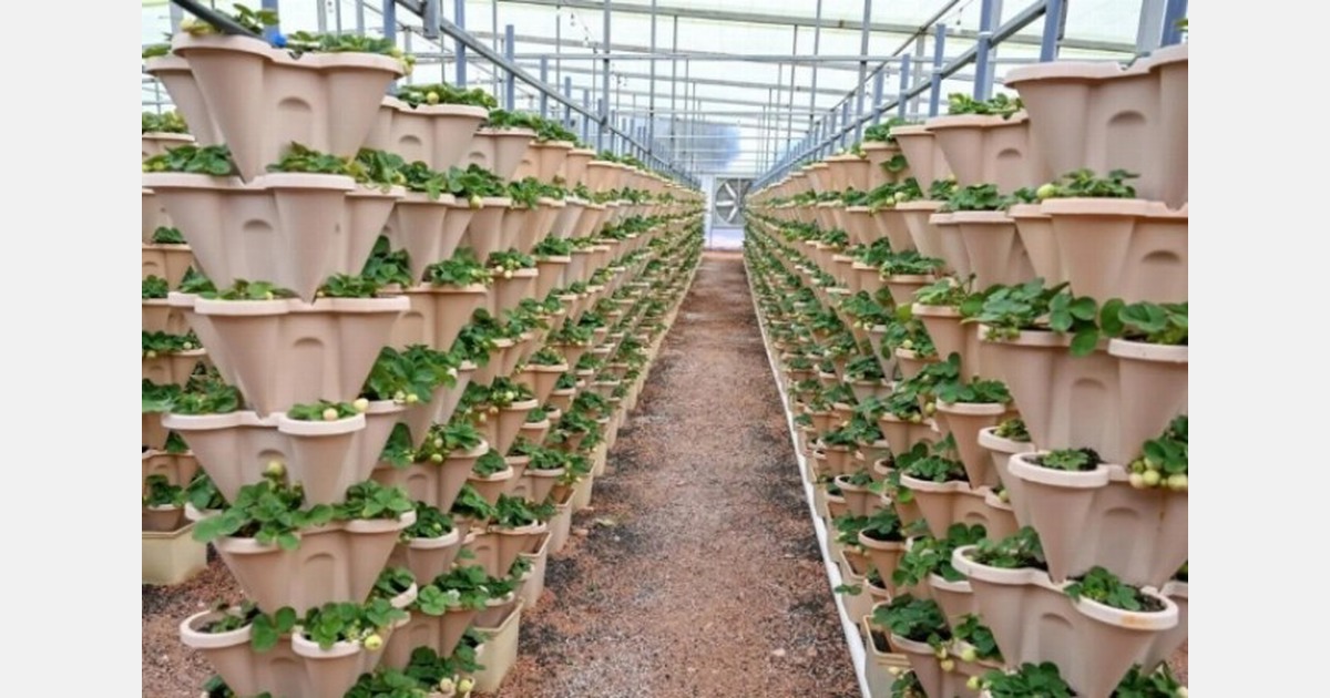 Saudi Arabia: Hail becomes world’s third producer of rare white ...