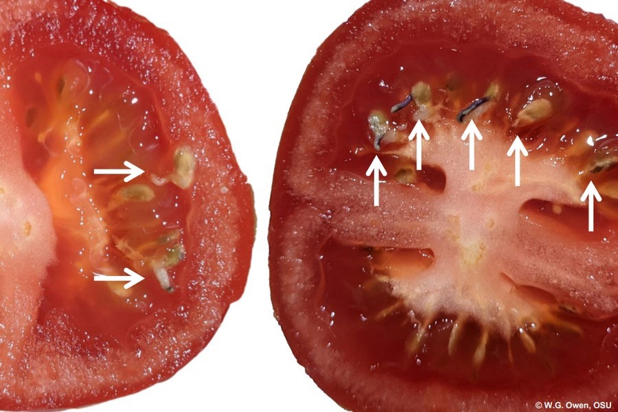 Keeping greenhouse tomatoes safe from Vivipary