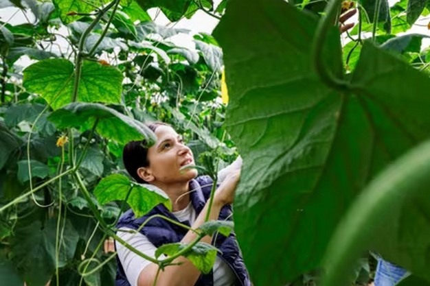 Resilient cucumber plants, reliable supply: the power of Blue Leaf