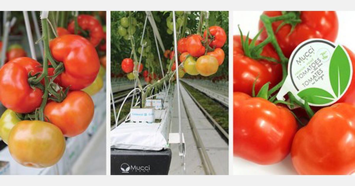 Canada: Mucci Farms to pick first tomatoes