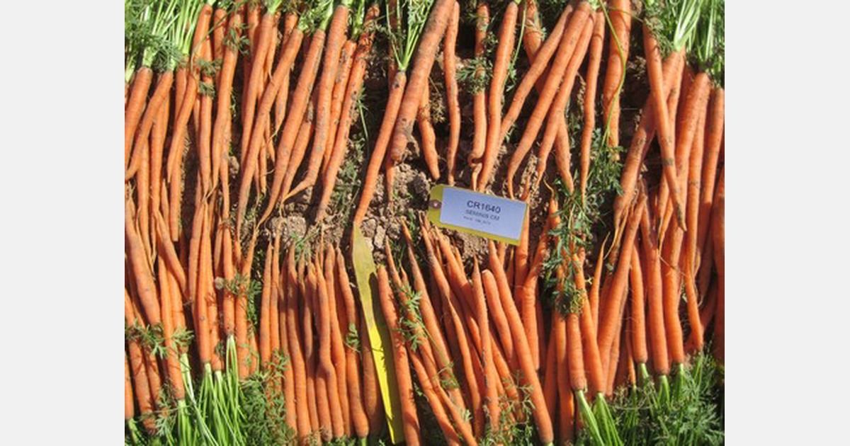 US: Seminis® Carrot Field Day showcases premier carrot varieties