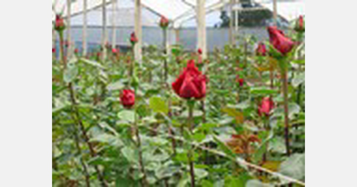 Netherlands: New rootstocks to revolutionize cut rose breeding?