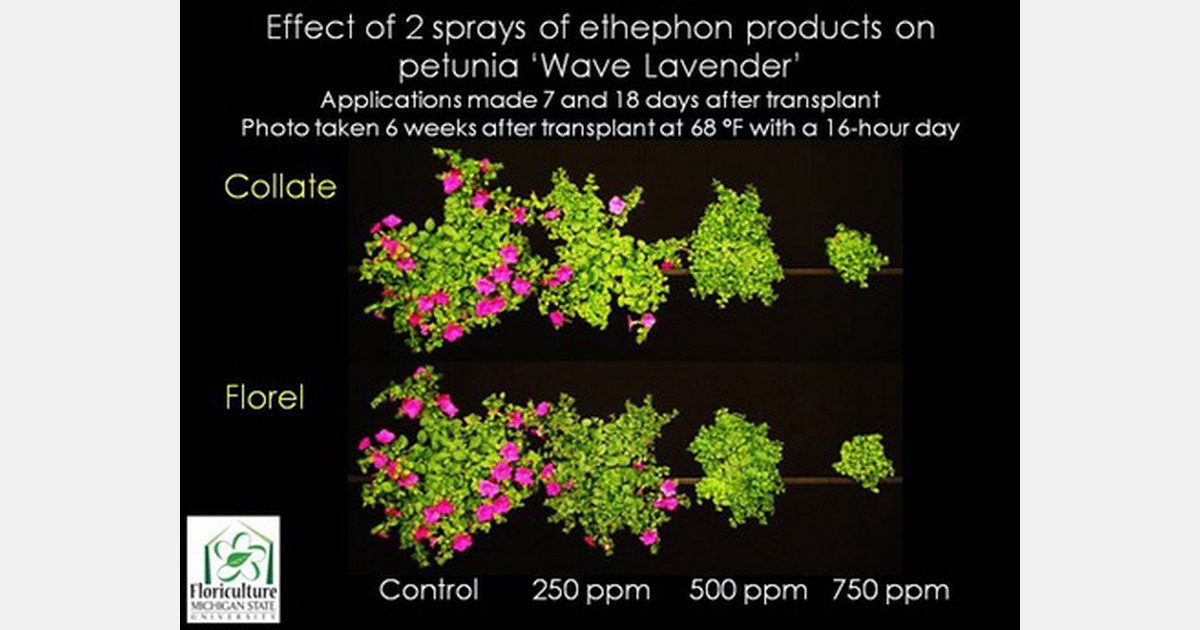 US (MI): New PGR Collate now registered for greenhouse use