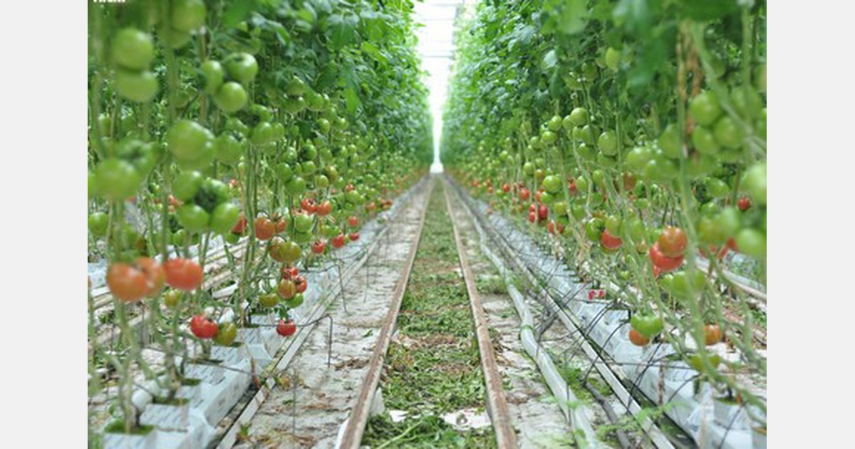 Flowers Canada and OGVG to conduct economic impact study