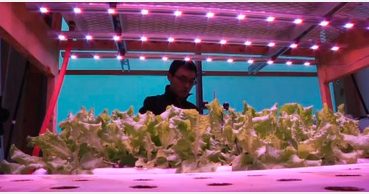 Illumitex partners with Hydrofarm for distribution