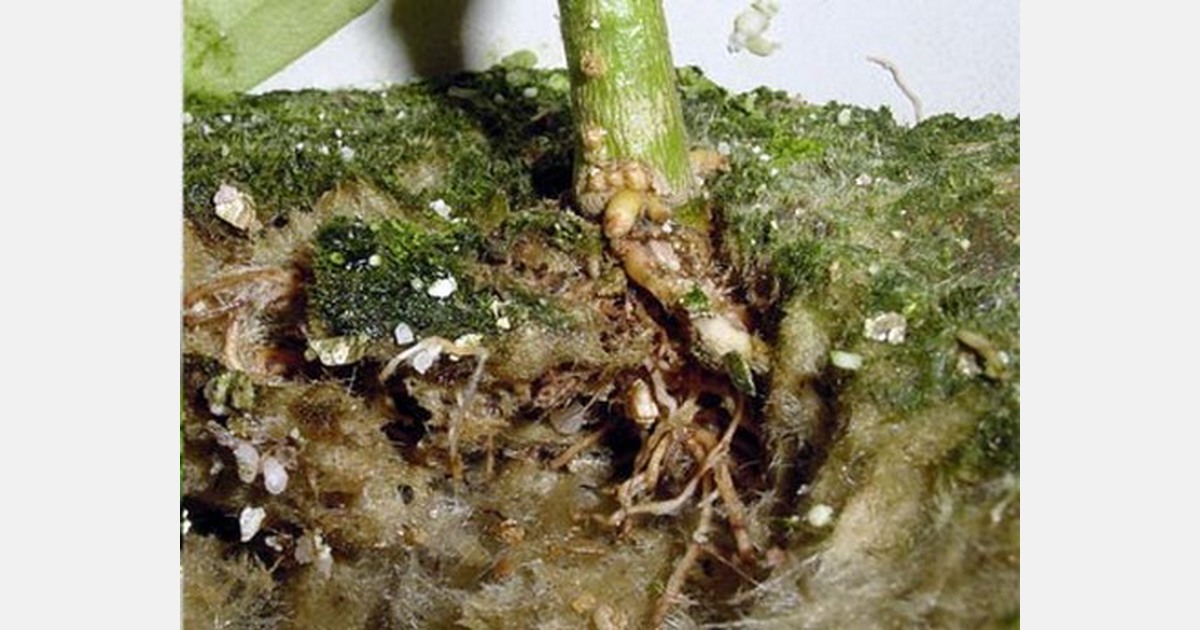 Europe: Increased chance of Pythium and Phytophthora infection