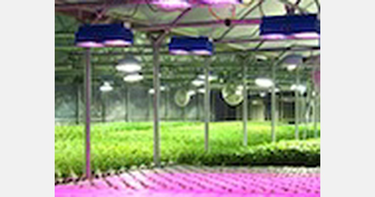 Canada: Ace Begonias Selects LumiGrow LED Greenhouse Lights