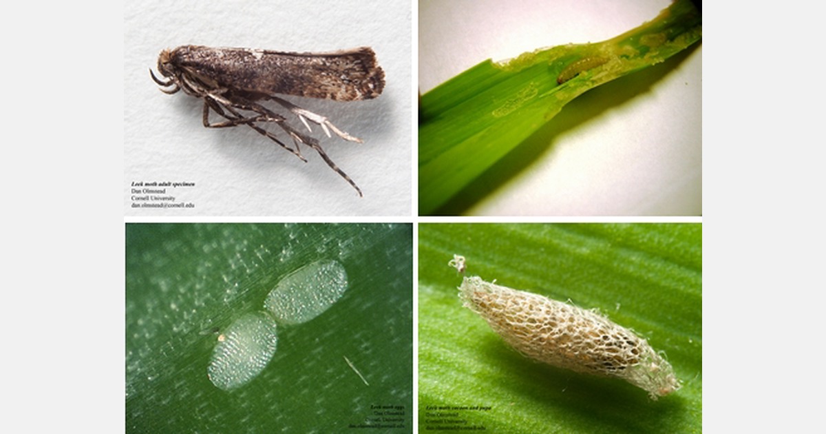 US: Northern New York researchers, growers looking for Leek Moth
