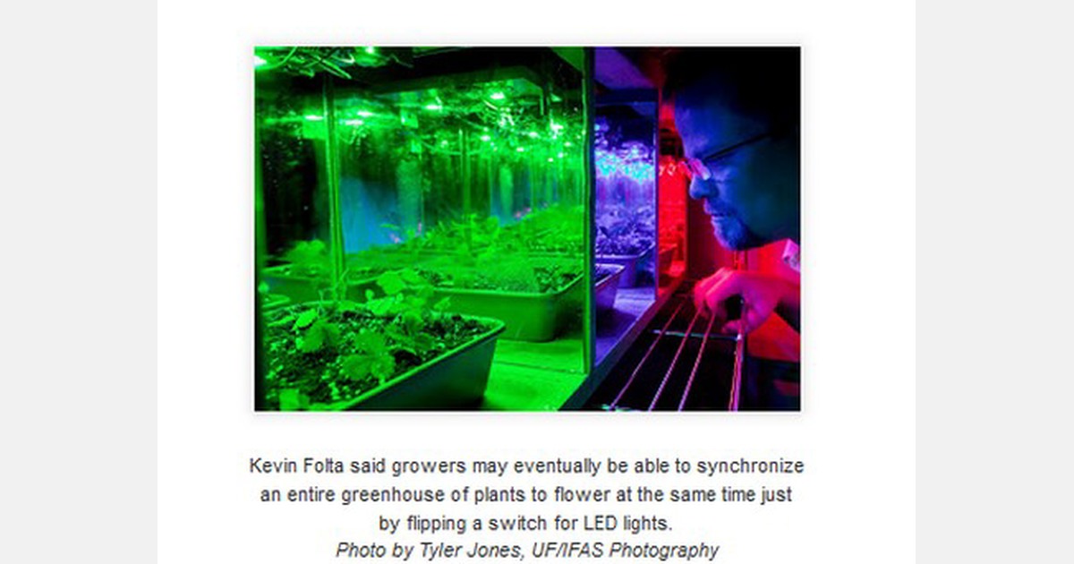 Using LEDs to manipulate plant growth, characteristics