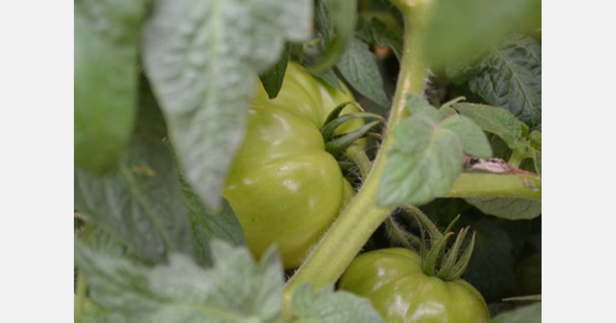 green tomato side effects