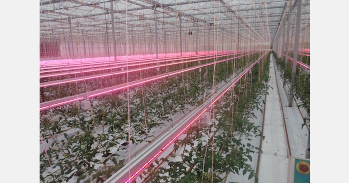 Philips LED interlighting installation at Kwekerij Wim Peters complete