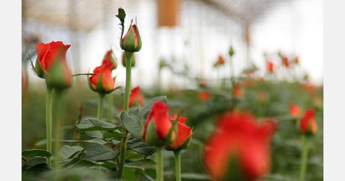 Rwanda: Flower sector looks to a better year after tough 2013