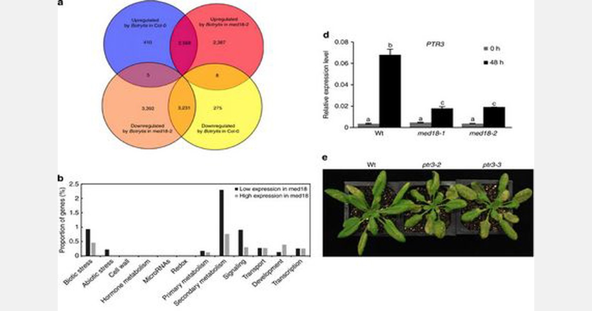 'Master regulator' protein controls flowering, disease resistance in plants