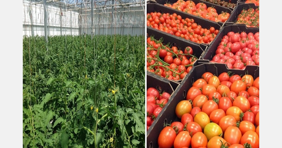 Australia: Introduction to Commercial Tomato Production Course