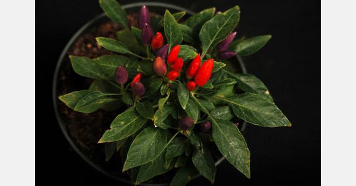 NuMex Easter chile named All-American winner