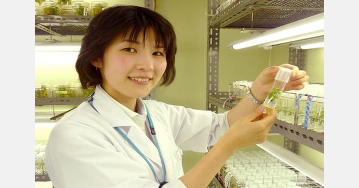 Japan: Suntory researcher aims to create deep blue rose